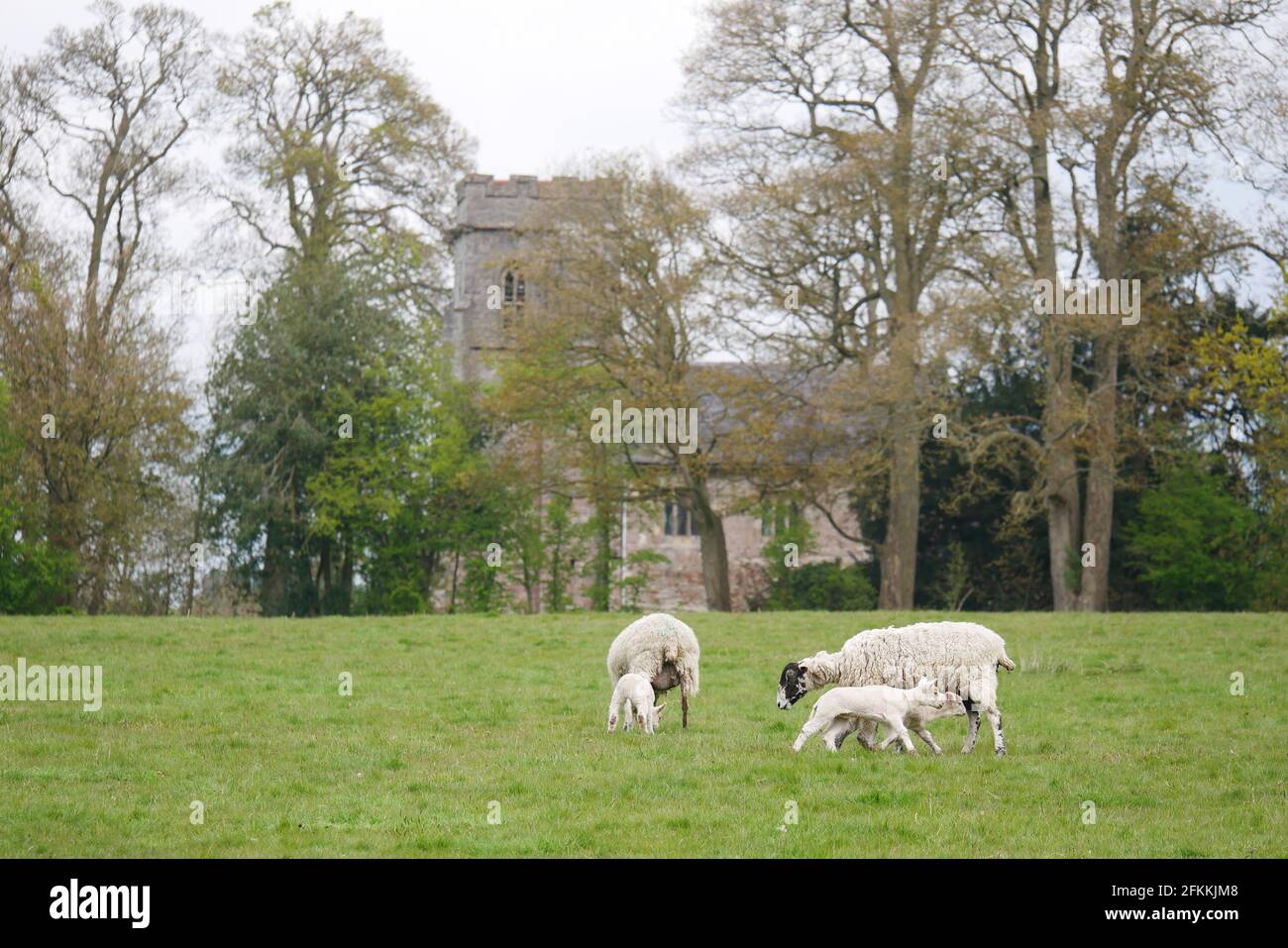 sheep and lambs enjoying open field Stock Photo - Alamy