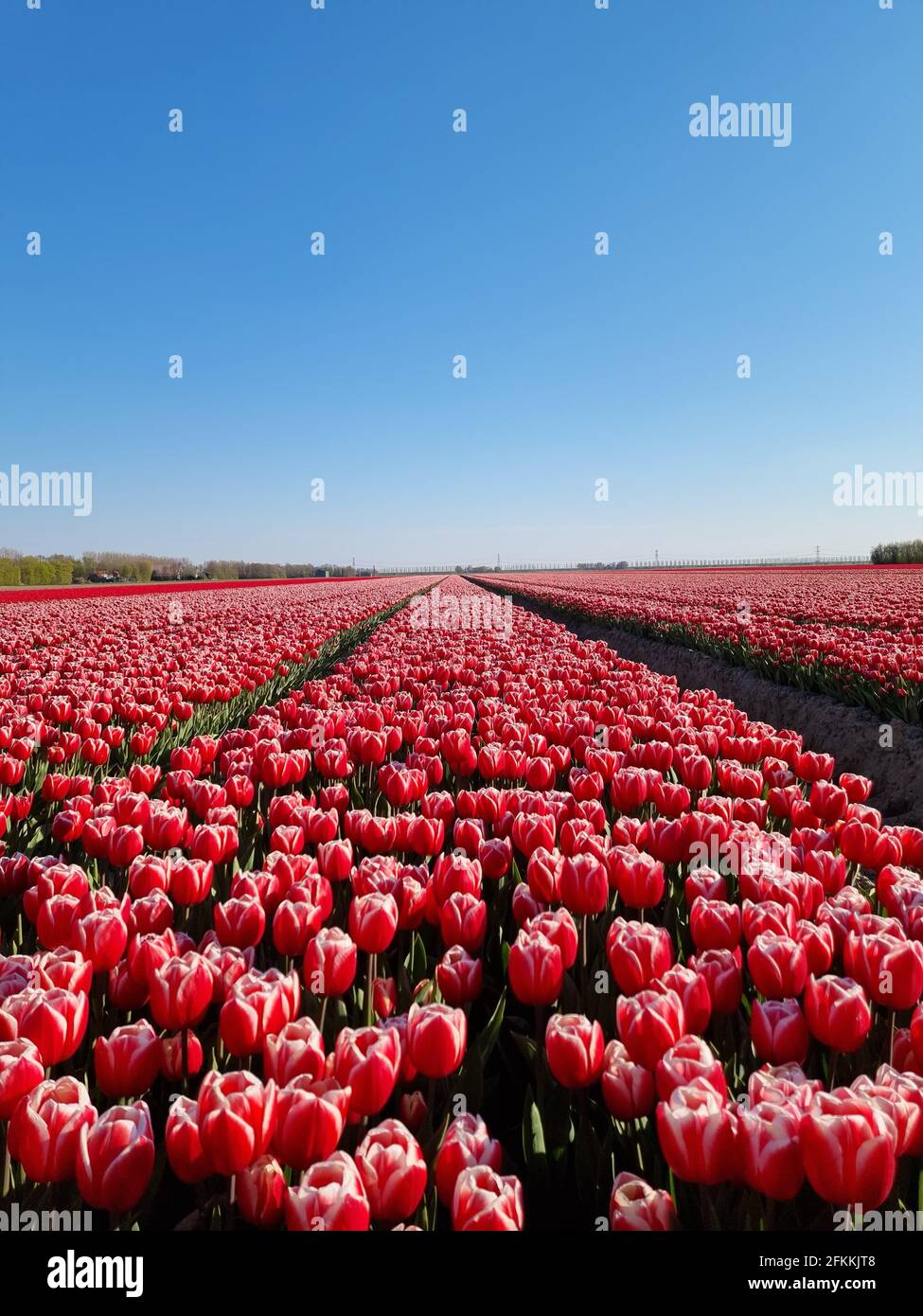 Tulip field in The Netherlands, colorful tulip fields in Flevoland Noordoostpolder Holland ...