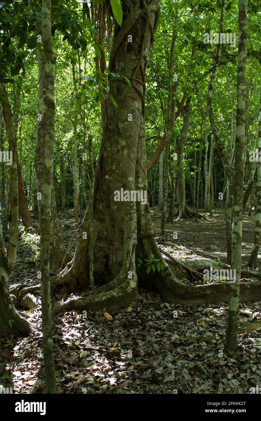 Tree in the jungle of Becan, Campeche Stock Photo - Alamy