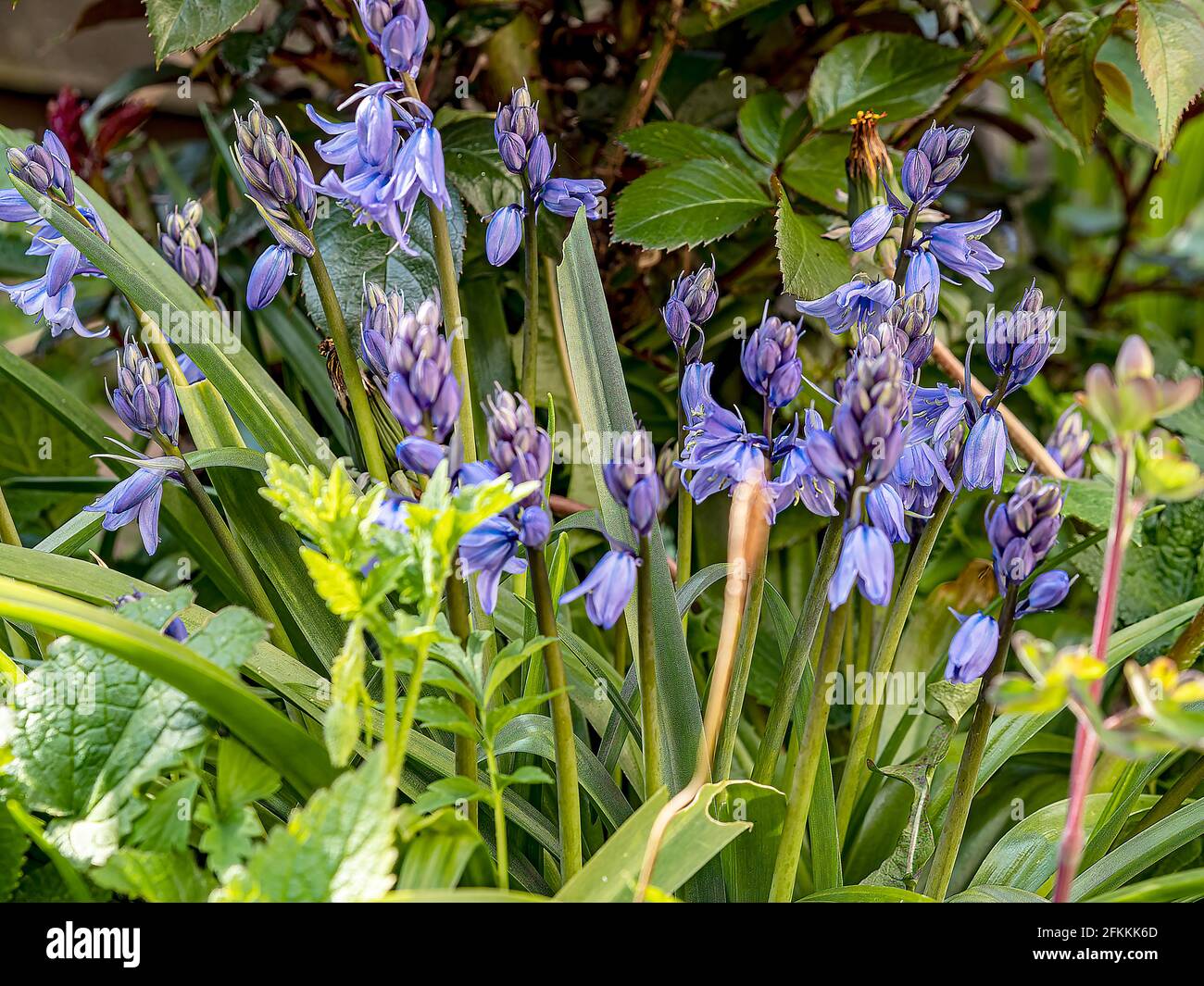 Bluebells leaves hi-res stock photography and images - Alamy