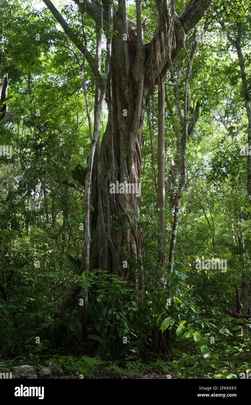 Tree in the jungle of Becan, Campeche Stock Photo - Alamy
