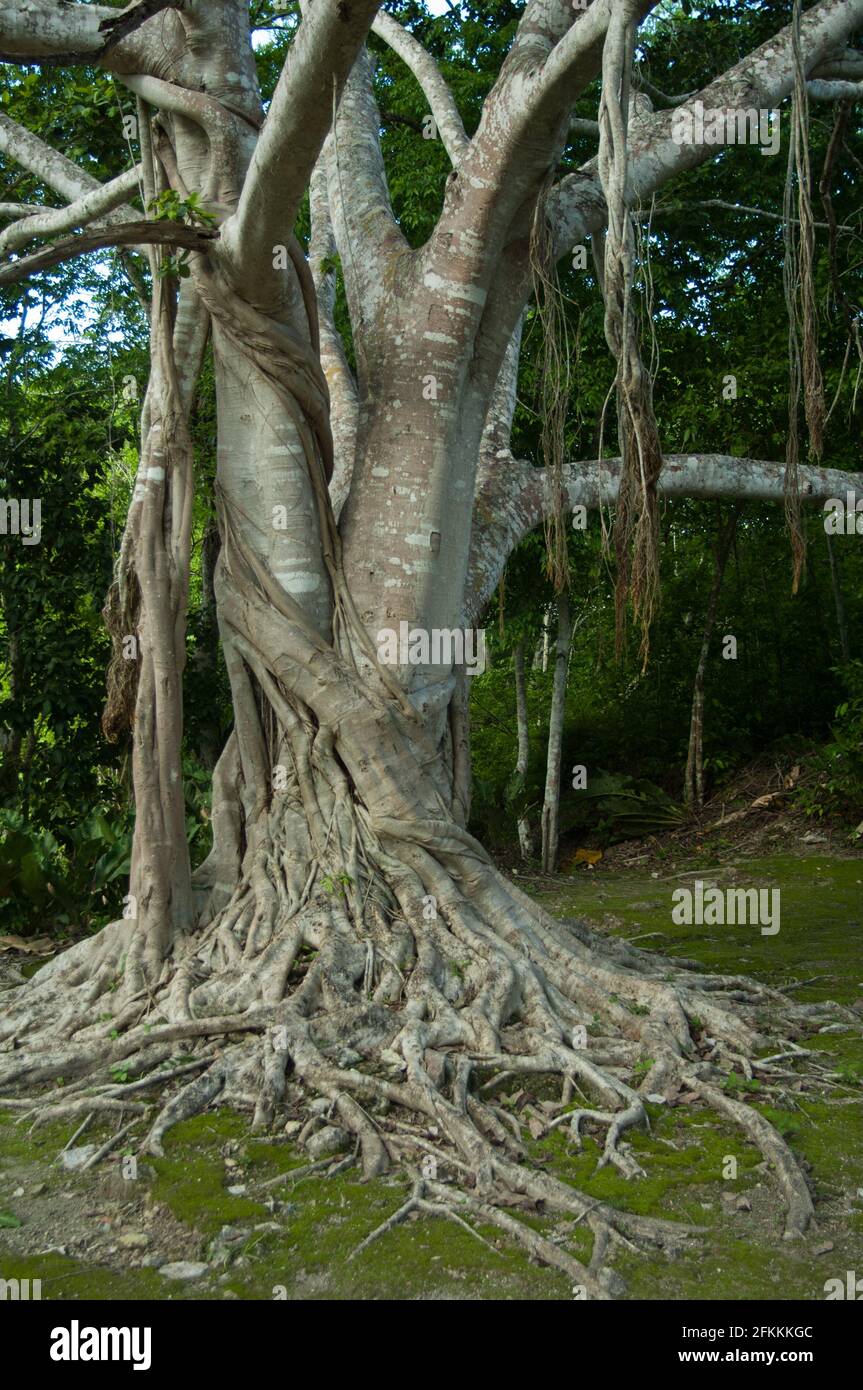 41 / 5000 Resultados de traducción Tree in the jungle of Calakmul ...