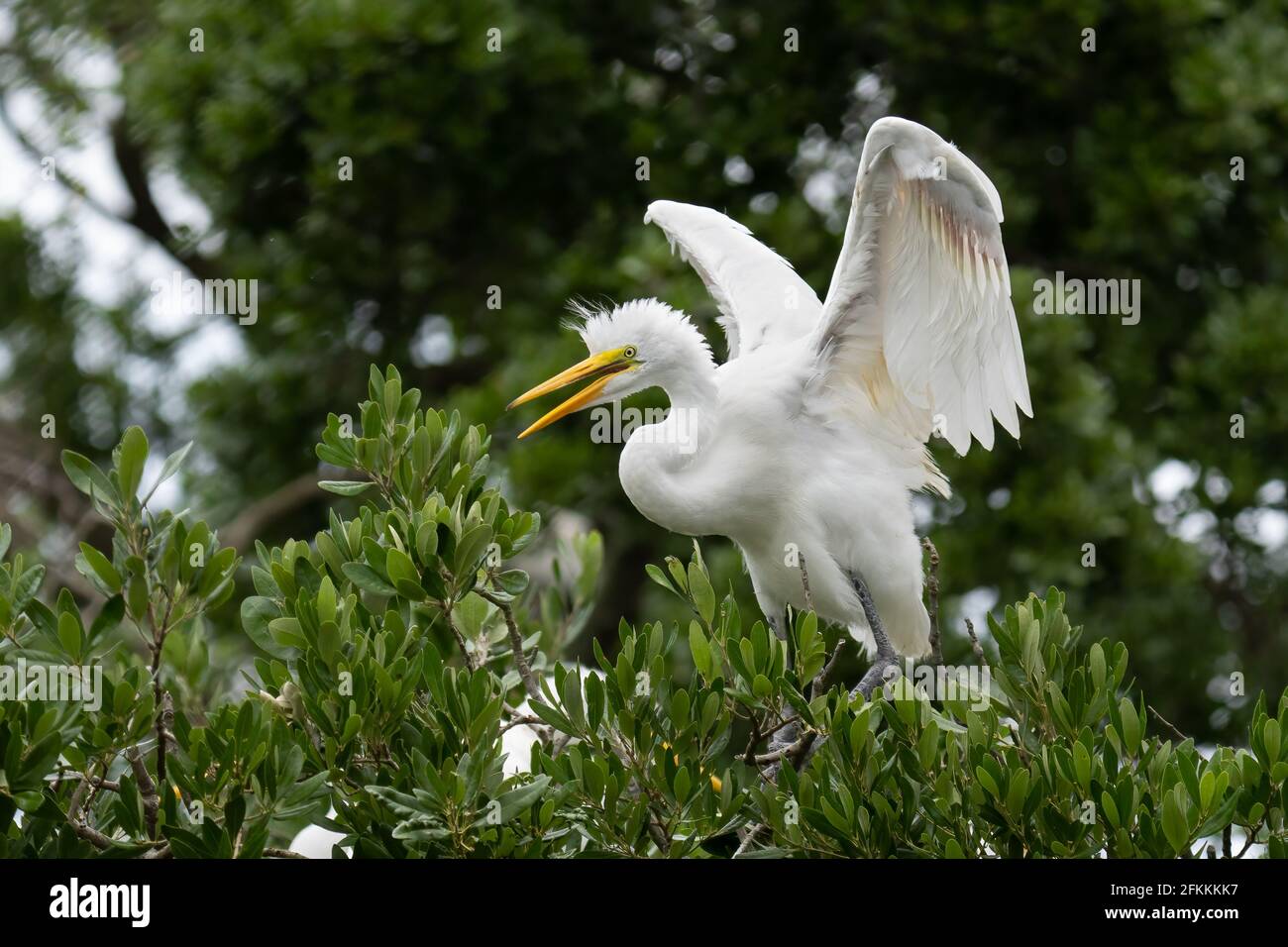 An older great egret chick spreading his wings Stock Photo - Alamy