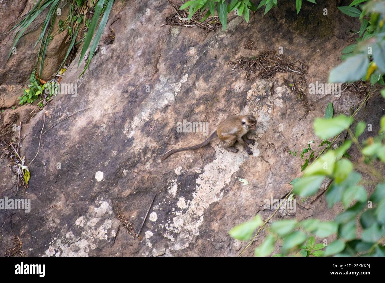 Ella Sri Lanka tea fields, little Adams peak, train nine arches bridge ...