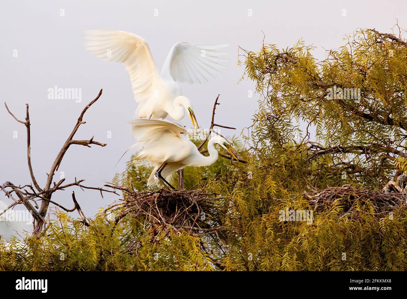 Mating couples hi-res stock photography and images - Alamy