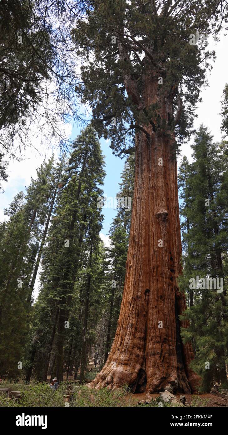 General Sherman Tree in Sequoia National Park Stock Photo - Alamy