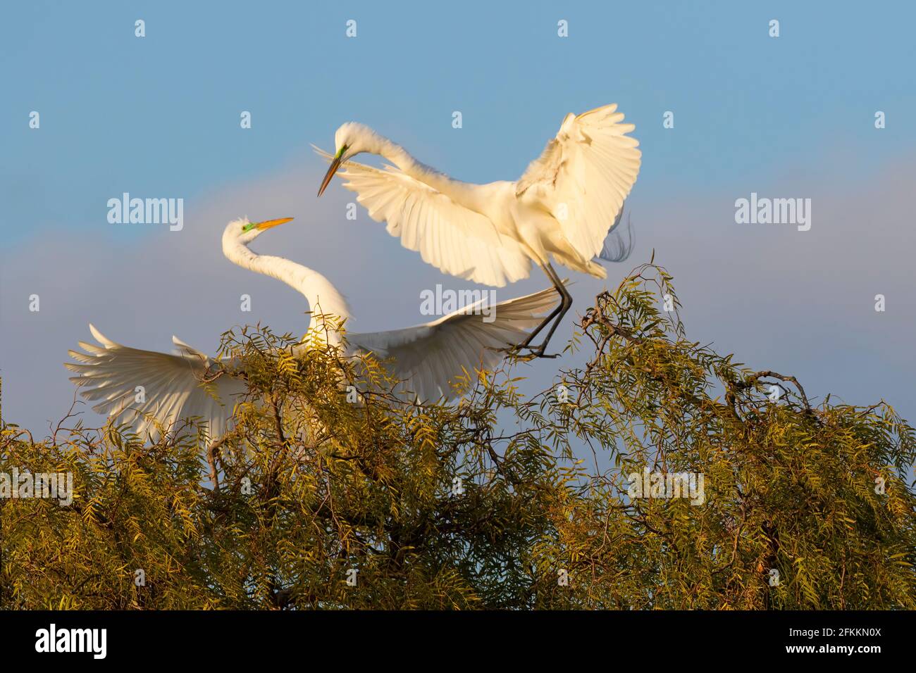 Mating couples hi-res stock photography and images - Alamy