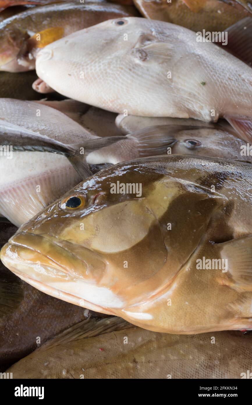Fish in the Campeche market Stock Photo - Alamy