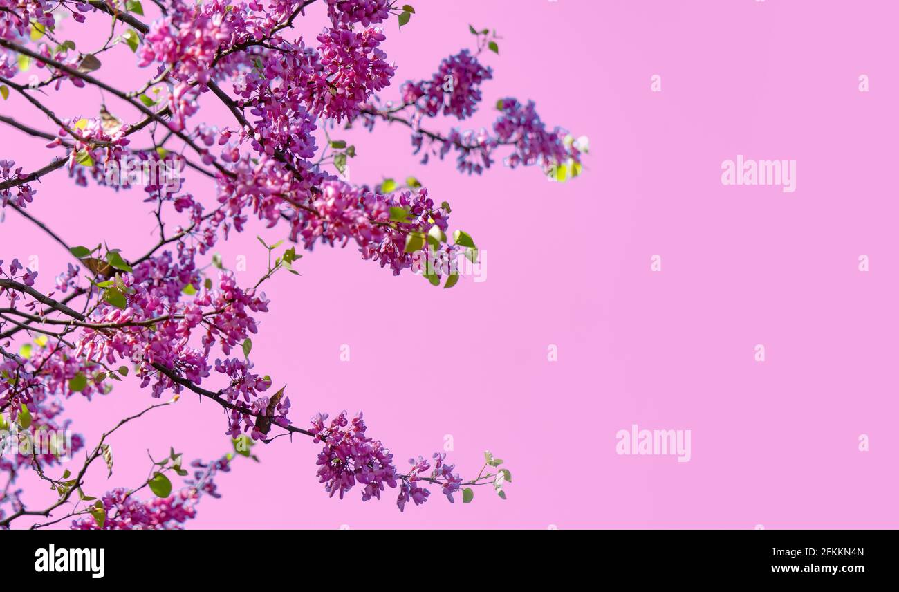 Spring background. Blooming tree in spring against the background of a ...