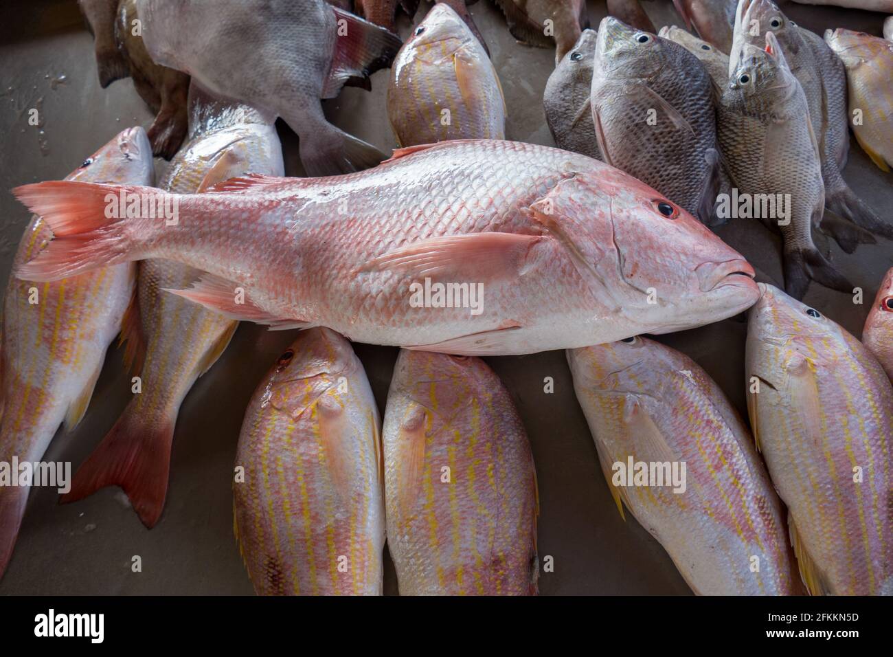 Fish in the Campeche market Stock Photo - Alamy
