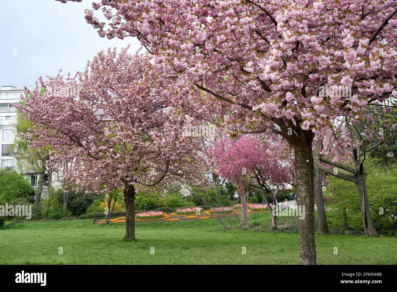 Sakura trees hi-res stock photography and images - Alamy