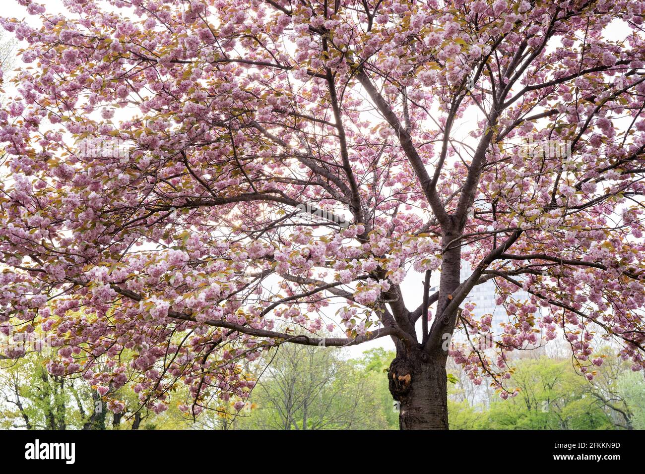 Purple sakura flowers hi-res stock photography and images - Alamy