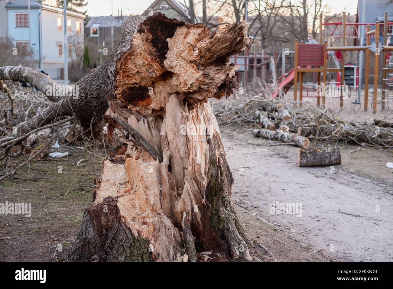 Dangerous old rotten tree fallen on kids playground during heavy winds ...