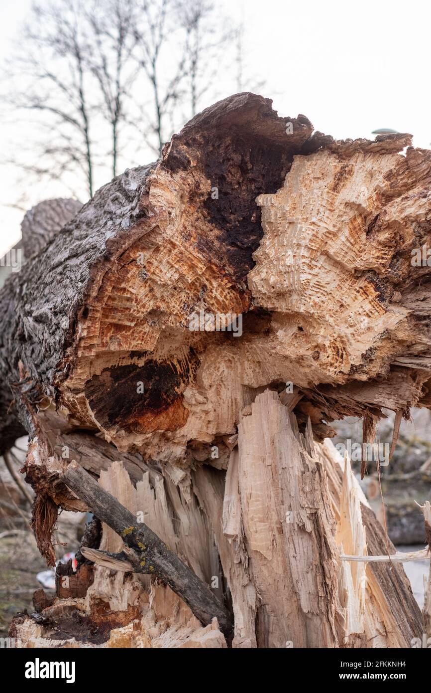 Dangerous old rotten tree fallen on kids playground during heavy winds ...