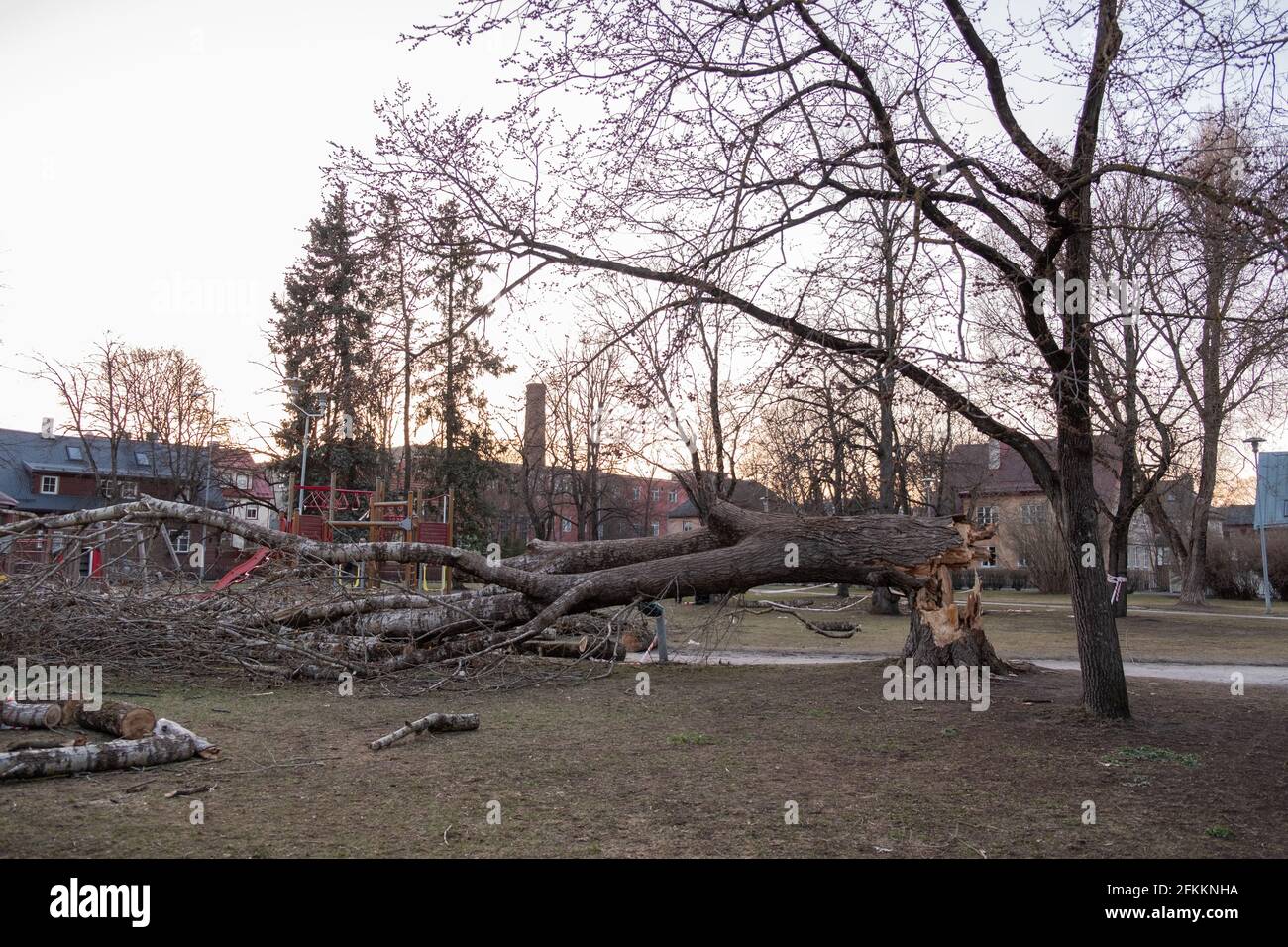 Dangerous old rotten tree fallen on kids playground during heavy winds ...