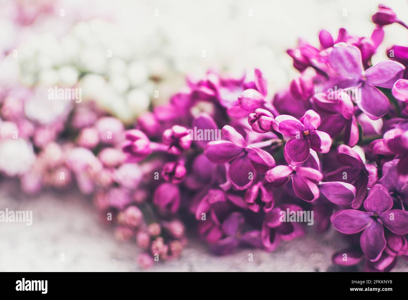 Beautiful spring flowers lilac texture background. Syringa vulgaris ...