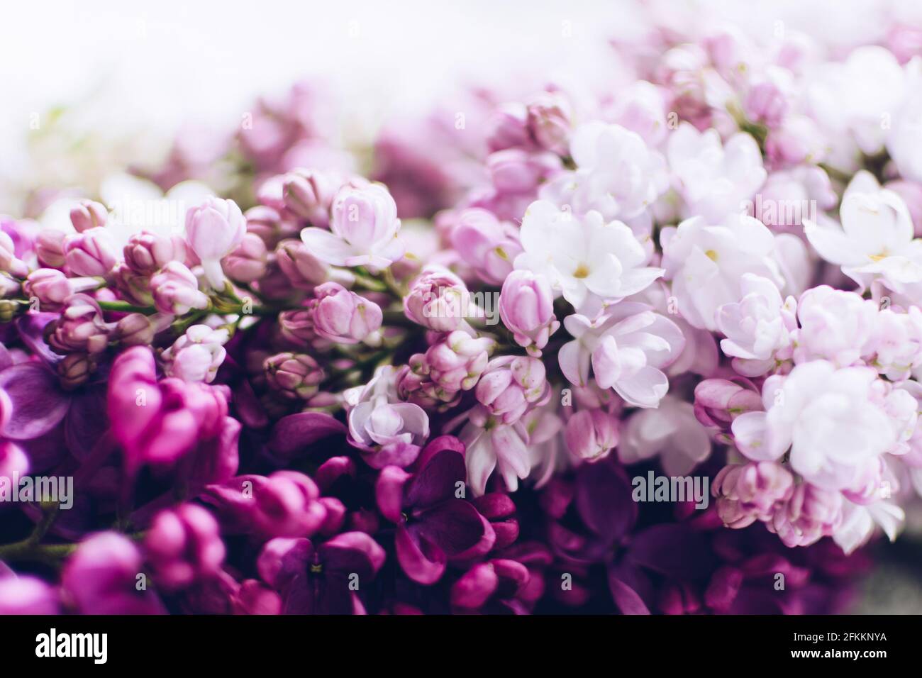 Beautiful spring flowers lilac texture background. Syringa vulgaris ...
