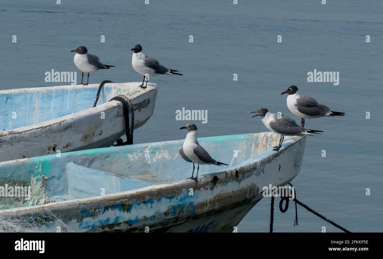 Seabirds in a boat Stock Photo - Alamy