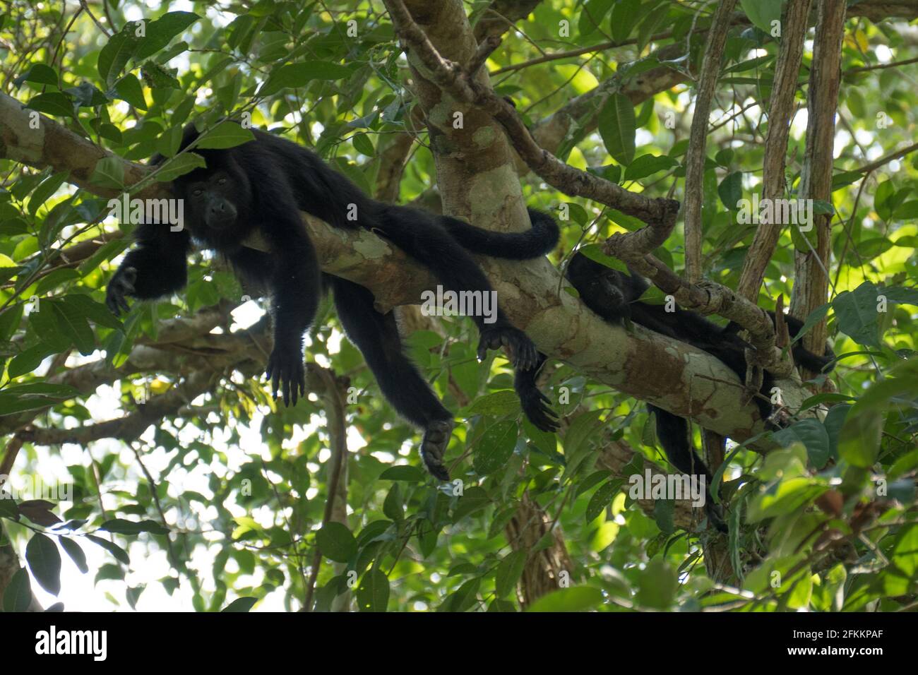 El mono aullador o saraguato Alovatta palliata mexicana es un primate ...