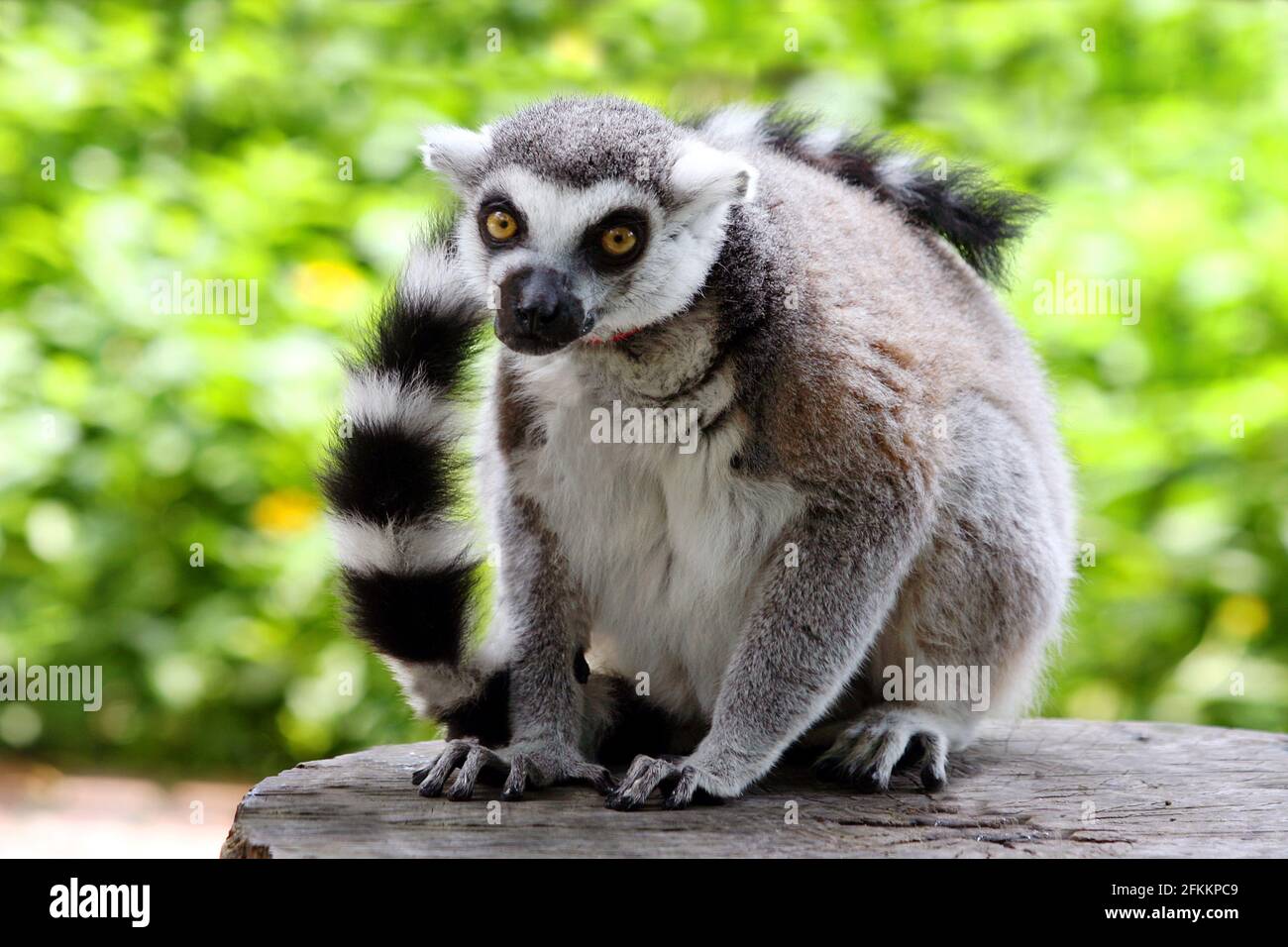 Long furry tail hi-res stock photography and images - Alamy