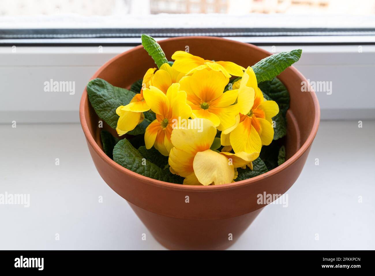 Yellow primrose hi-res stock photography and images - Alamy