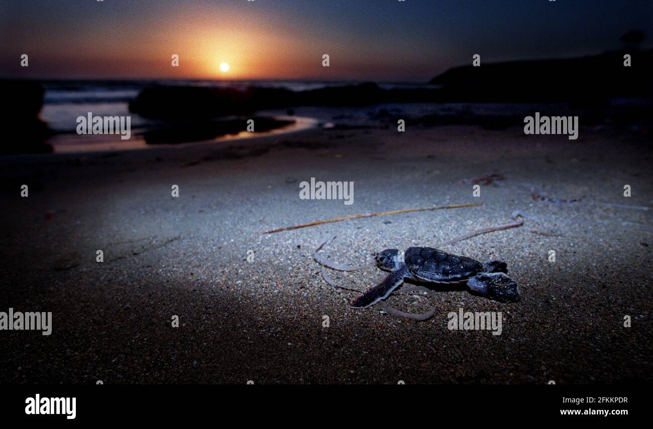 Ghost crabs turtle hi-res stock photography and images - Alamy