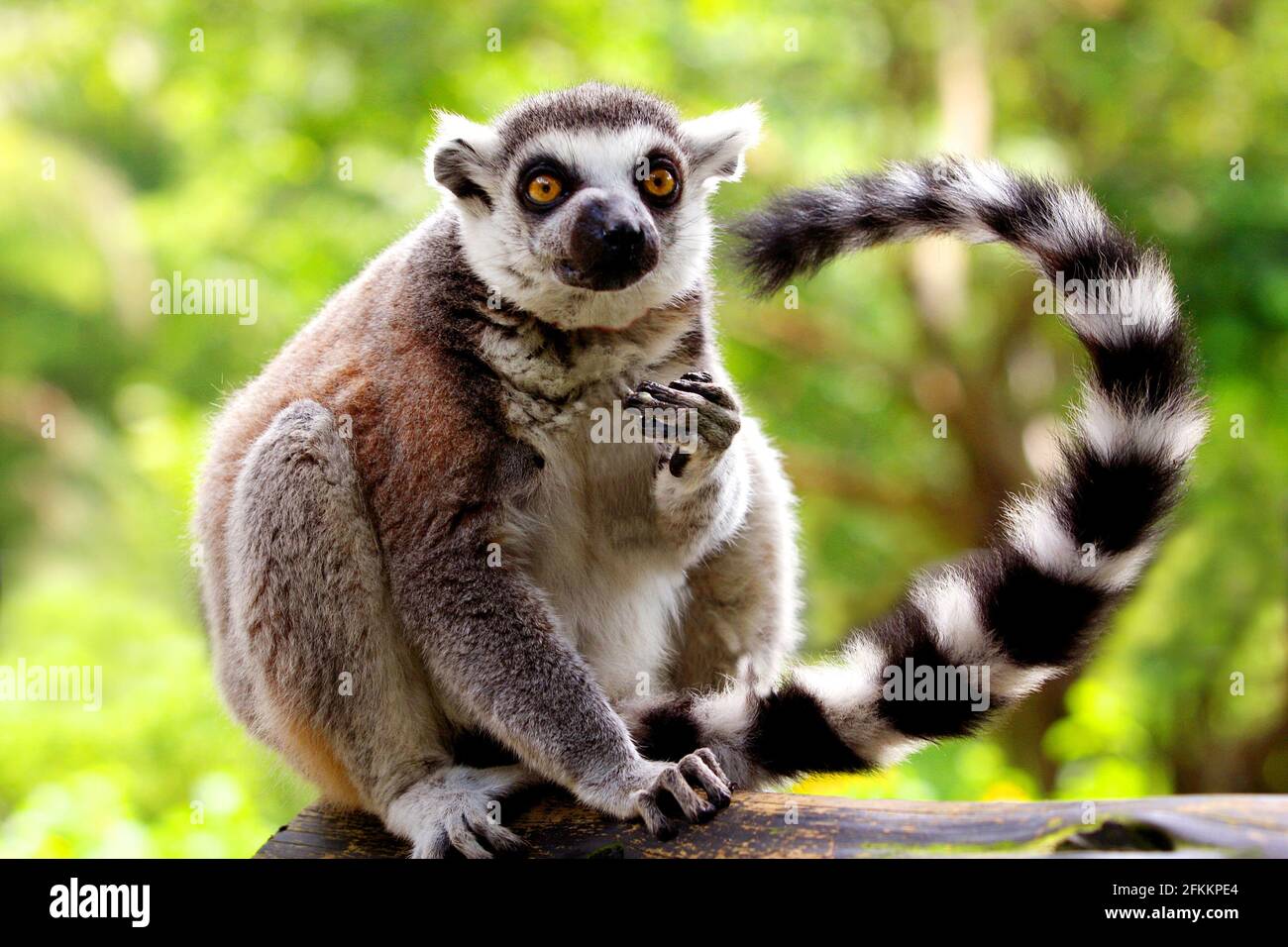 Long furry tail hi-res stock photography and images - Alamy