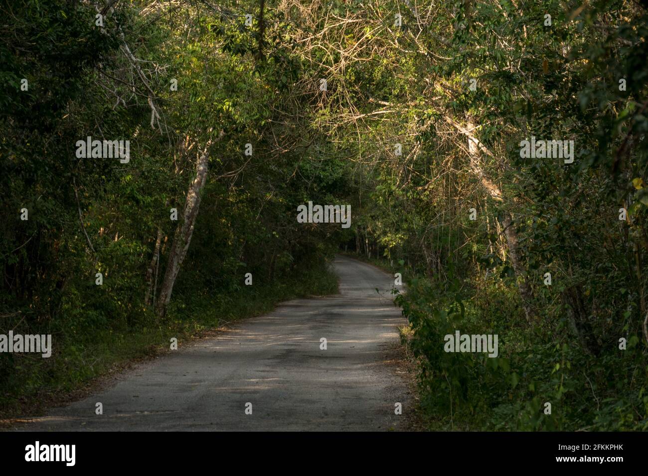 Road in the jungle Stock Photo - Alamy
