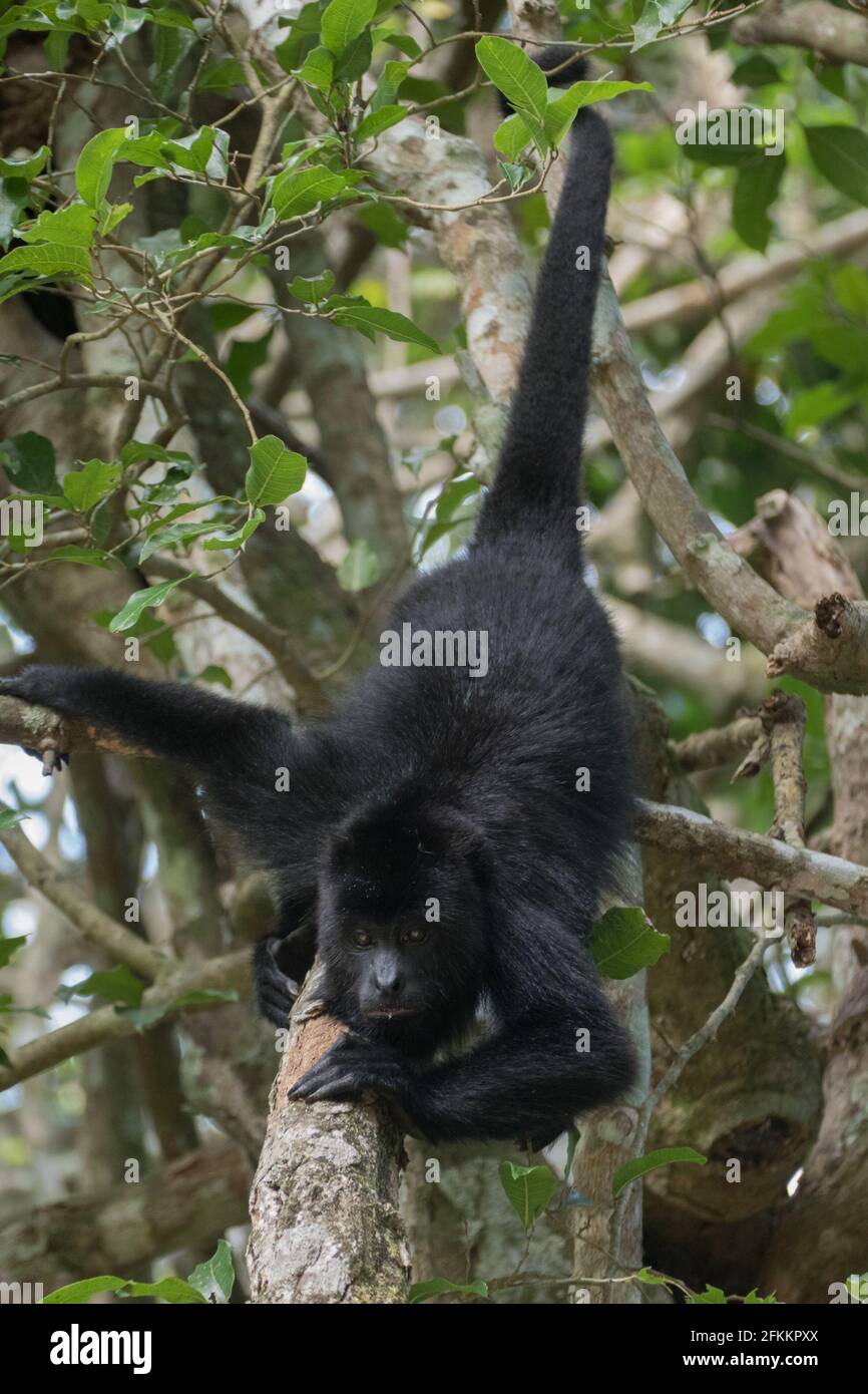 El mono aullador o saraguato Alovatta palliata mexicana es un primate ...