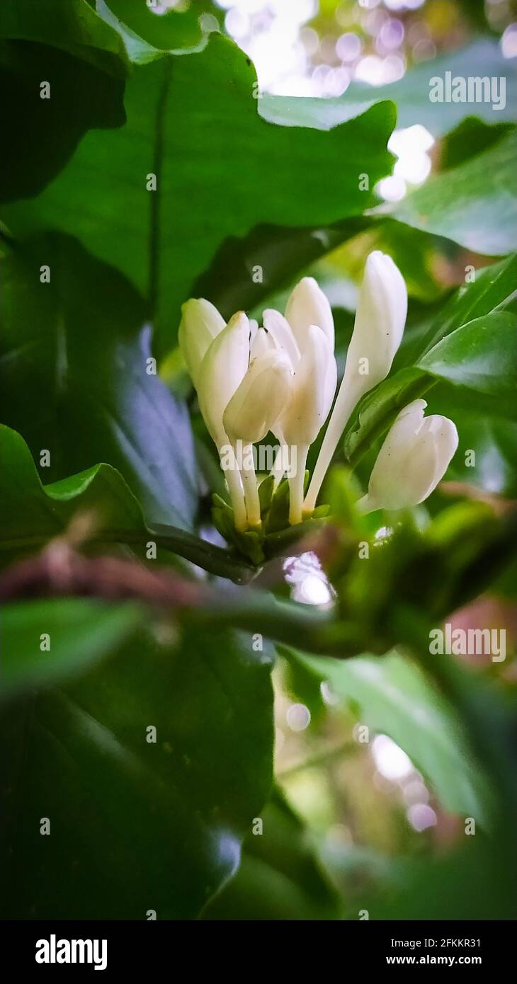 Champak flowers hi-res stock photography and images - Alamy