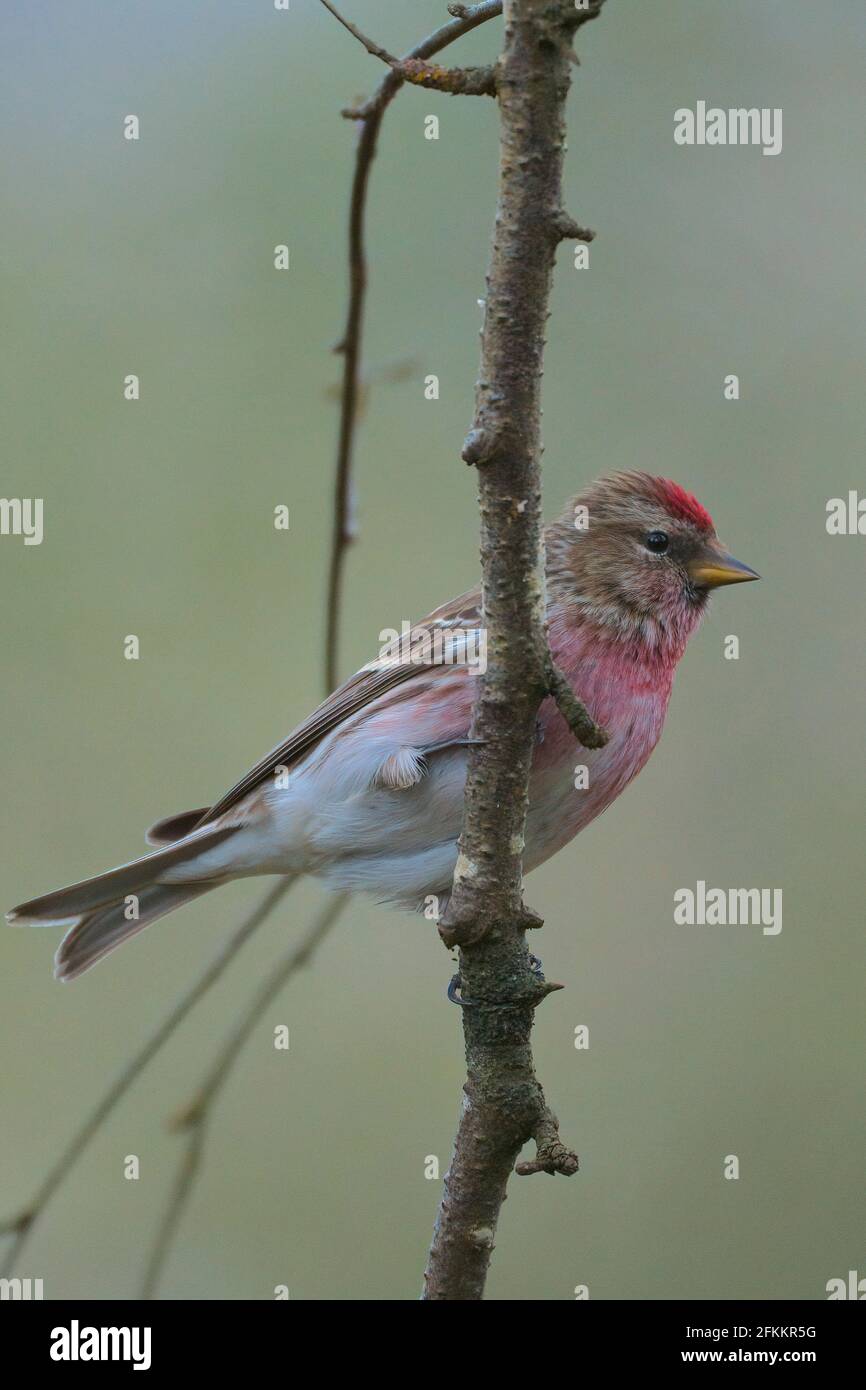Lesser redpoll acanthis flammea hi-res stock photography and images - Alamy
