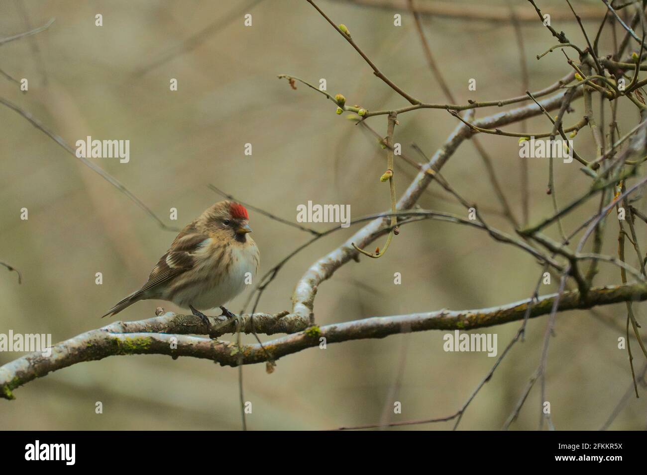 Female Lesser Redpoll, Acanthis cabaret, Rosneath Peninsula, Argyll ...