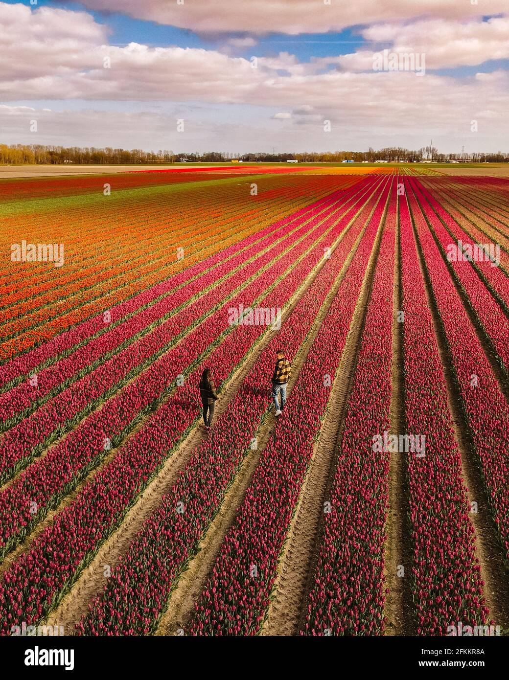 Tulip field in The Netherlands, colorful tulip fields in Flevoland ...