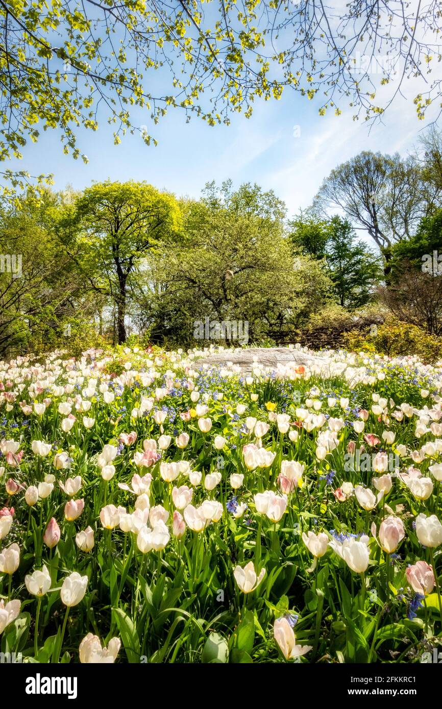 Bright Field of Blooming Flowers Near strawberry Fields , Central Park ...