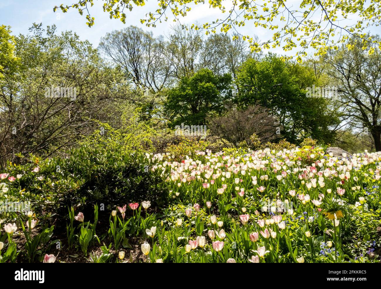 Central park spring flower bed hi-res stock photography and images - Alamy