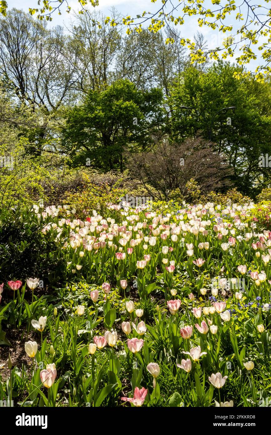 Bright Field of Blooming Flowers Near strawberry Fields , Central Park ...