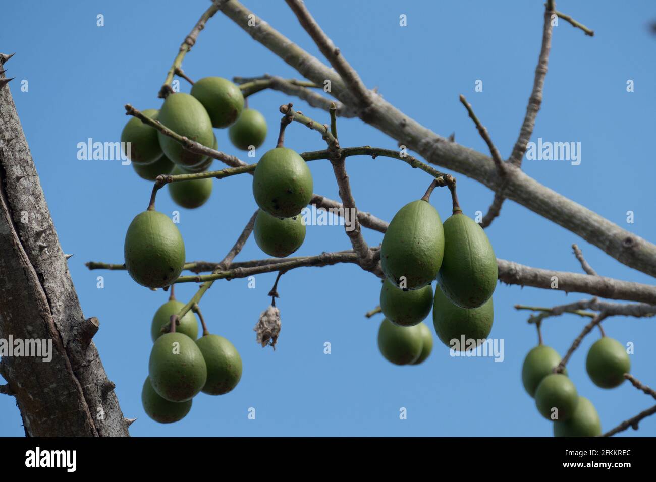 Pochote fruits on tree branches hi-res stock photography and images - Alamy