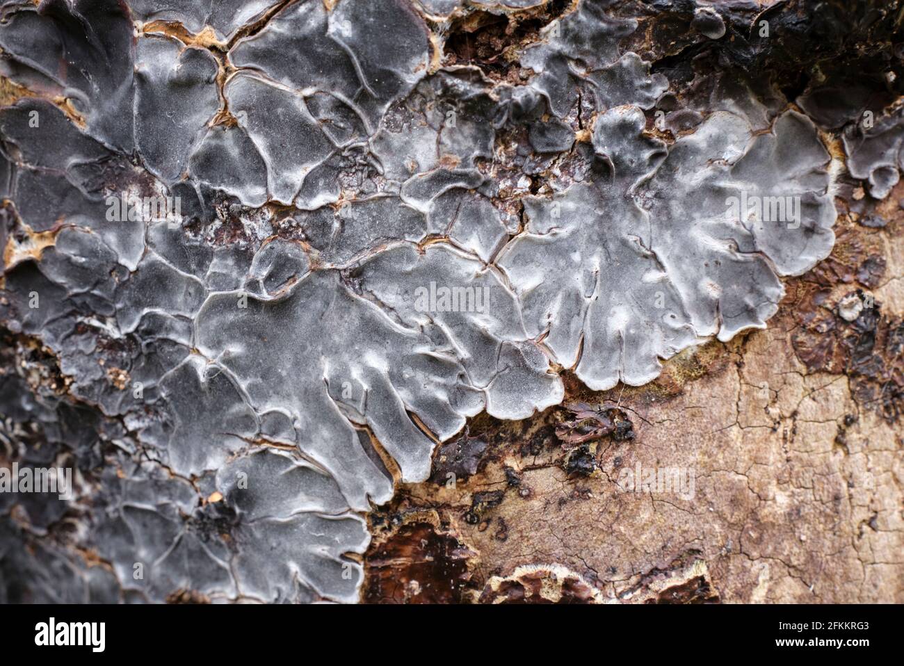 Tripe Fungus, Auricularia mesenterica in closeup Stock Photo - Alamy