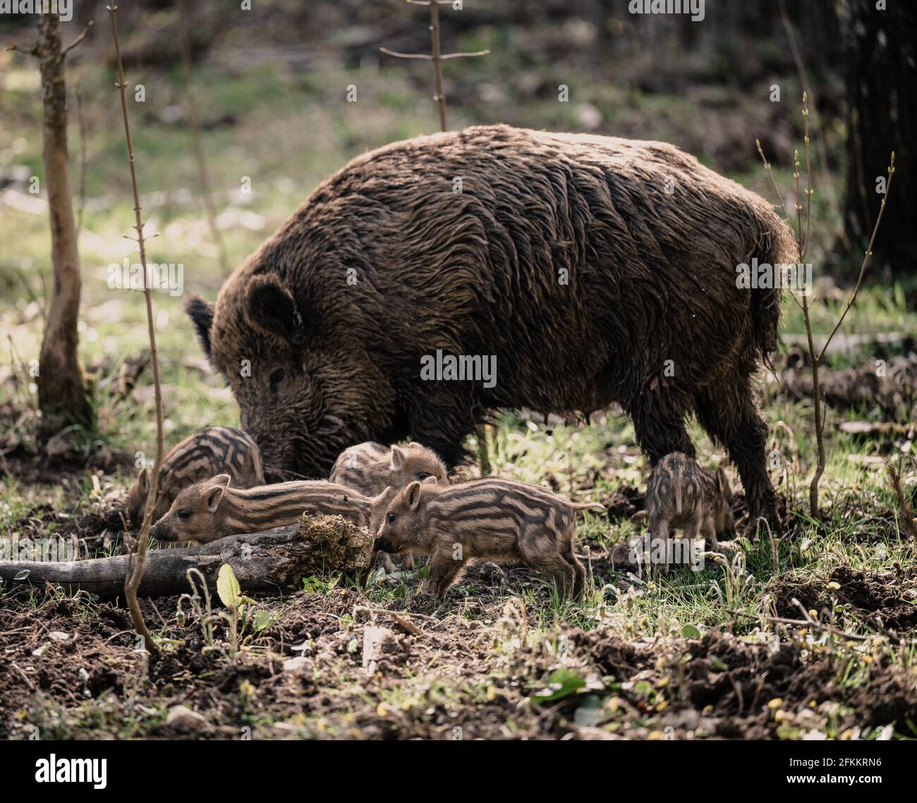 A closeup of a wild boar with its babies in a forest under the sunlight ...