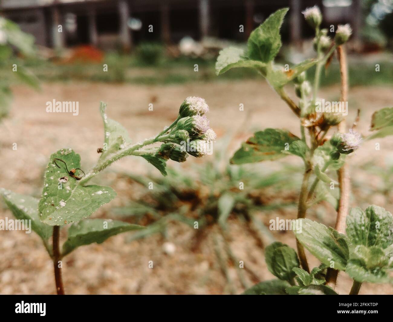 The buds of a blooming plant in a garden Stock Photo - Alamy