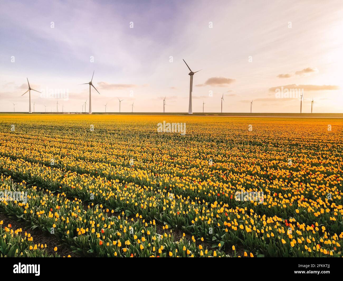 Tulip field in The Netherlands, colorful tulip fields in Flevoland ...