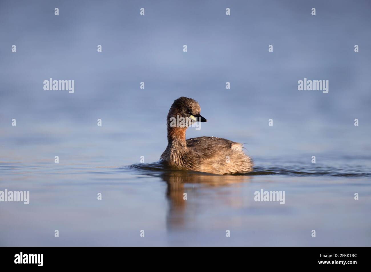 Smallest of the grebes hi-res stock photography and images - Alamy