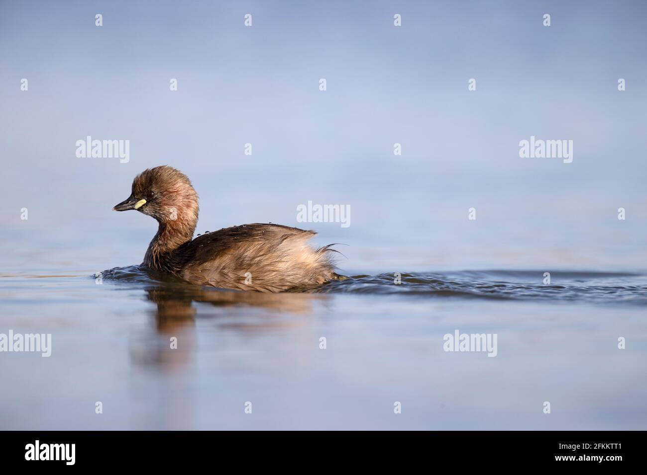 Smallest of the grebes hi-res stock photography and images - Alamy