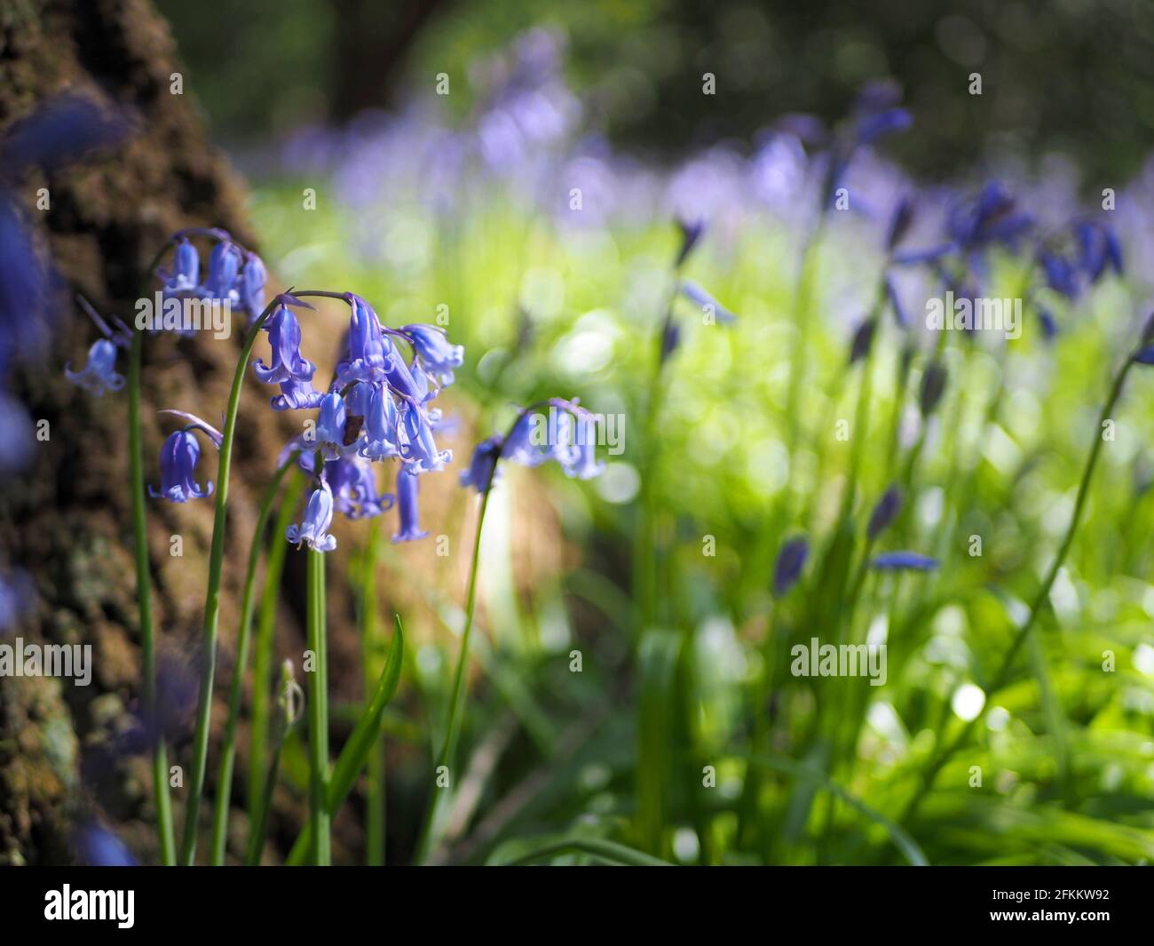 Stunning view of English bluebells in English woodland at Grangewood ...