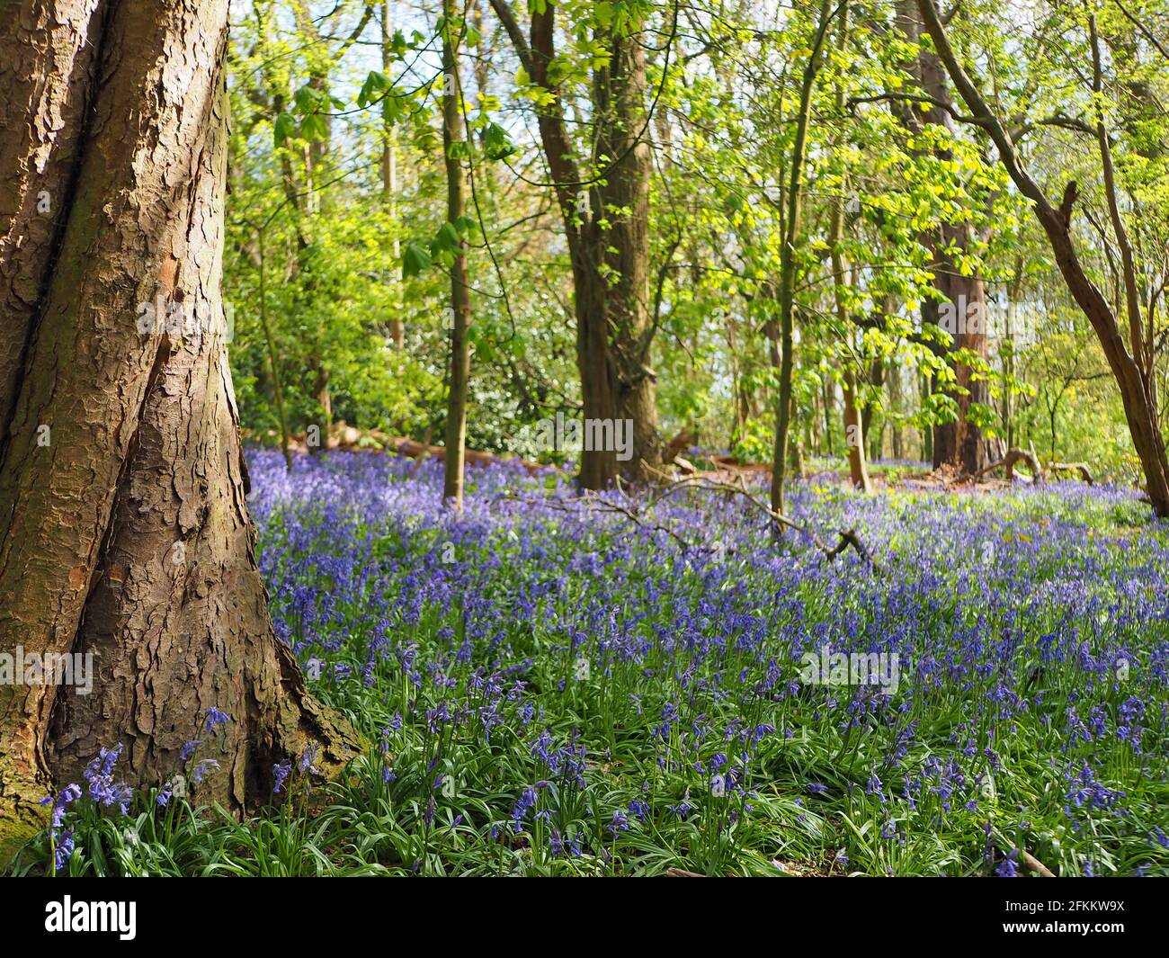 Stunning view of English bluebells in English woodland at Grangewood ...