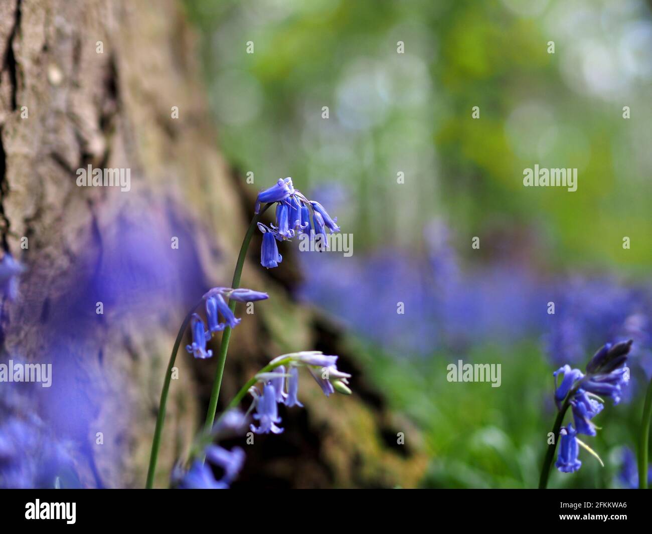 Stunning view of English bluebells in English woodland at Grangewood ...