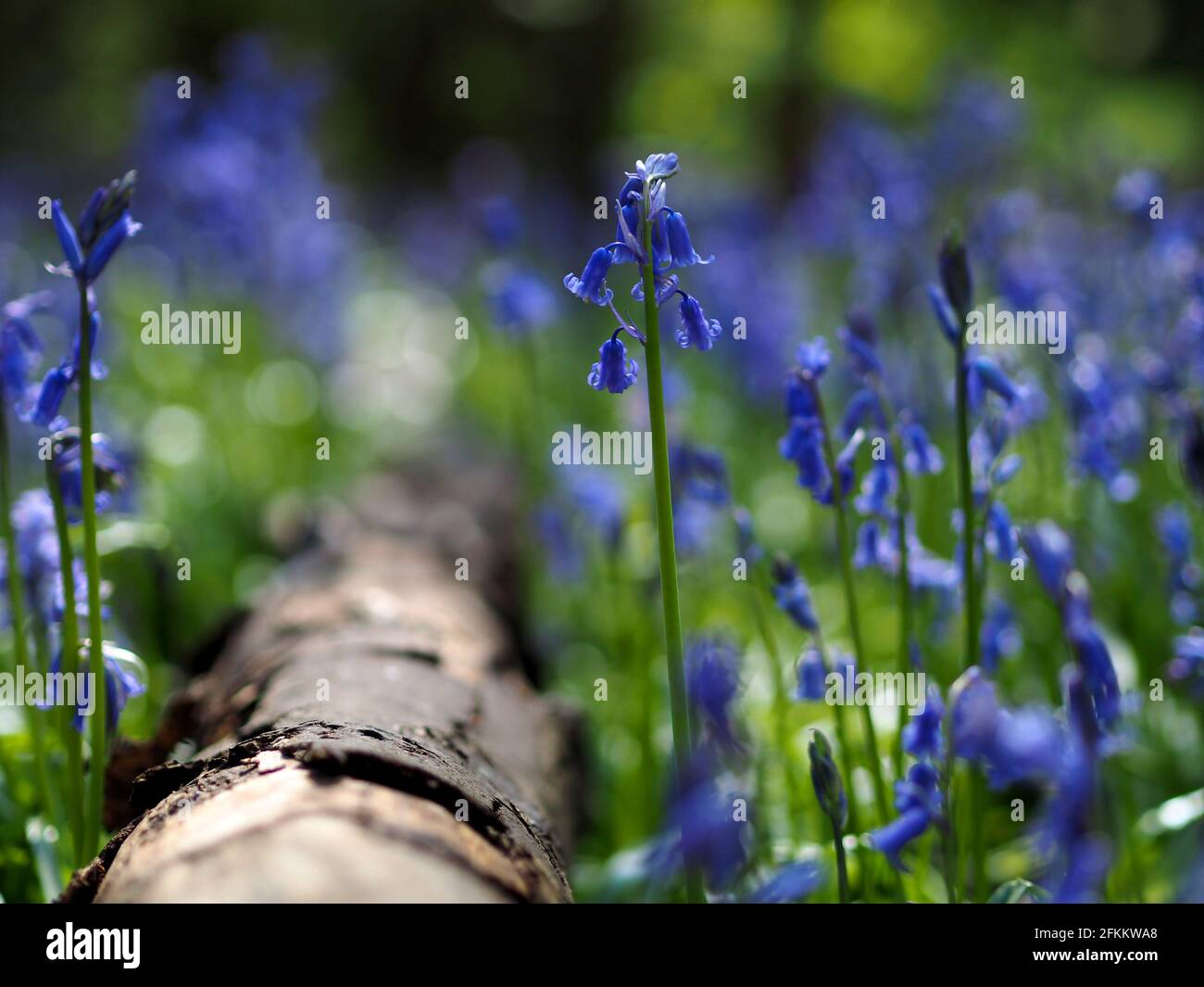 Stunning view of English bluebells in English woodland at Grangewood ...