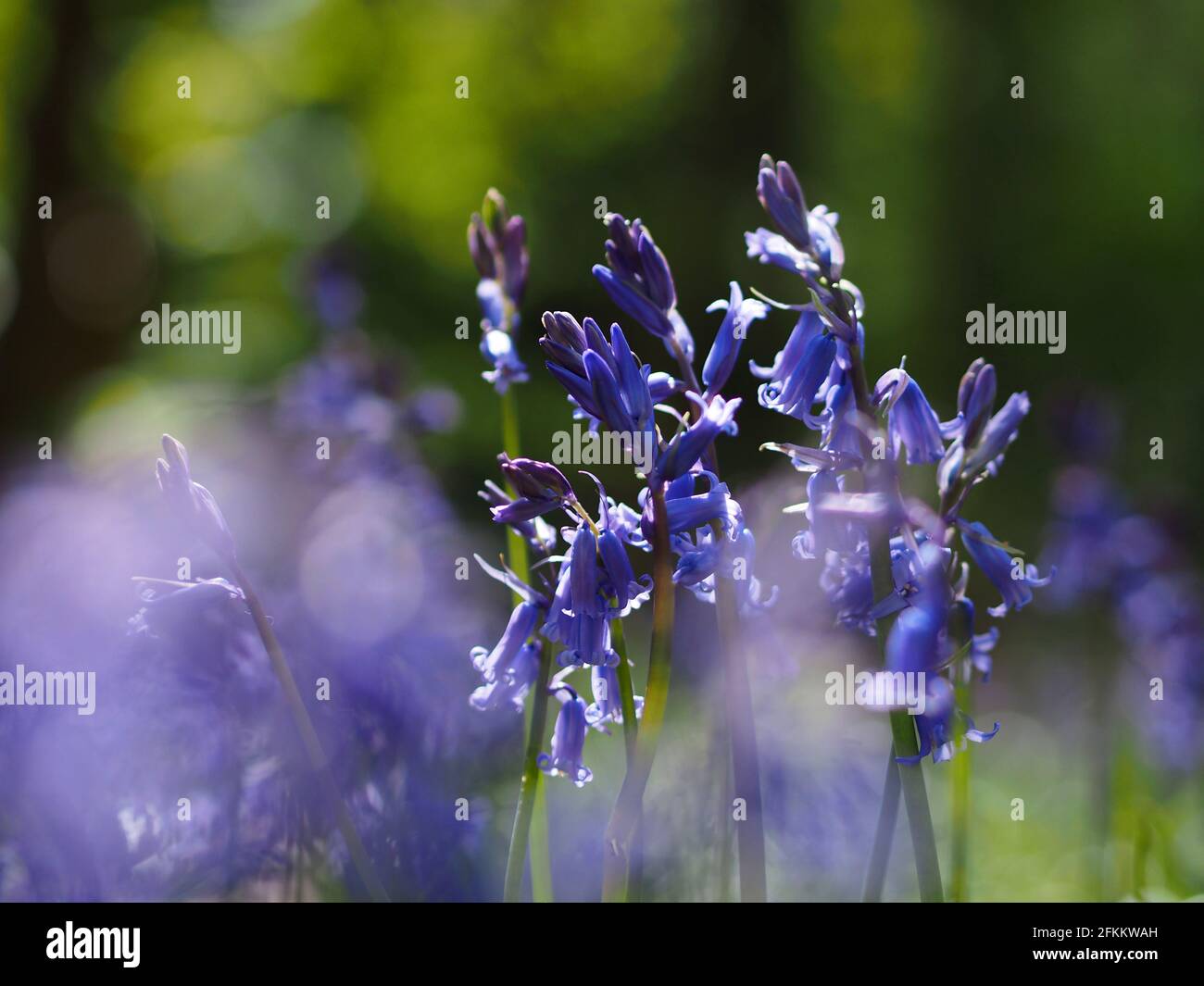 Stunning view of English bluebells in English woodland at Grangewood ...