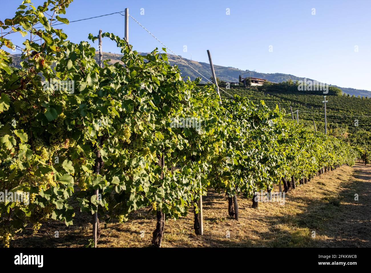 Prosecco wine region hi-res stock photography and images - Alamy