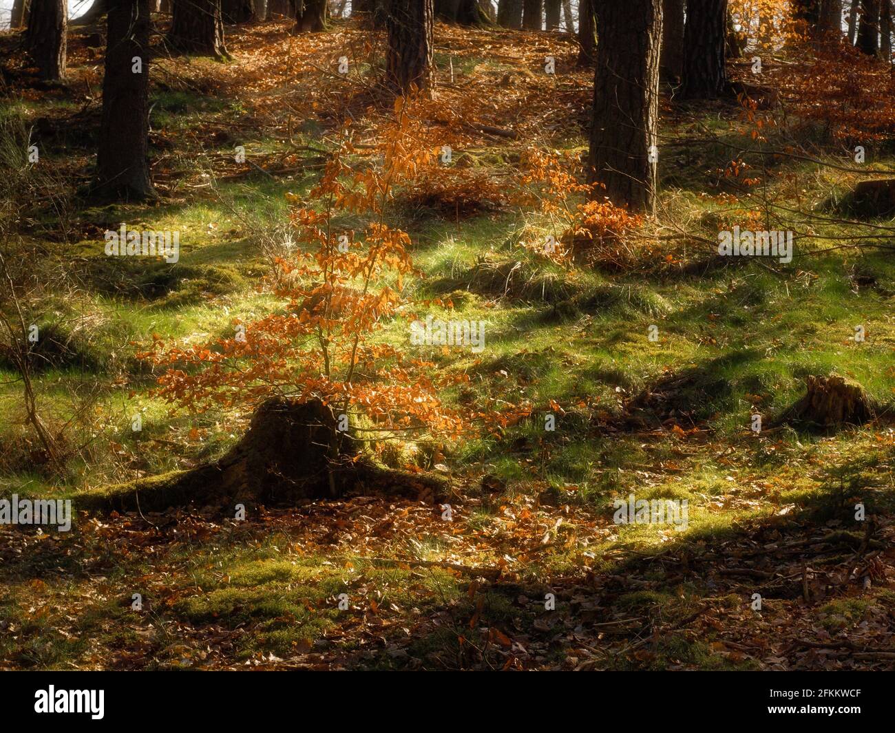 Paths into the unknown hi-res stock photography and images - Alamy